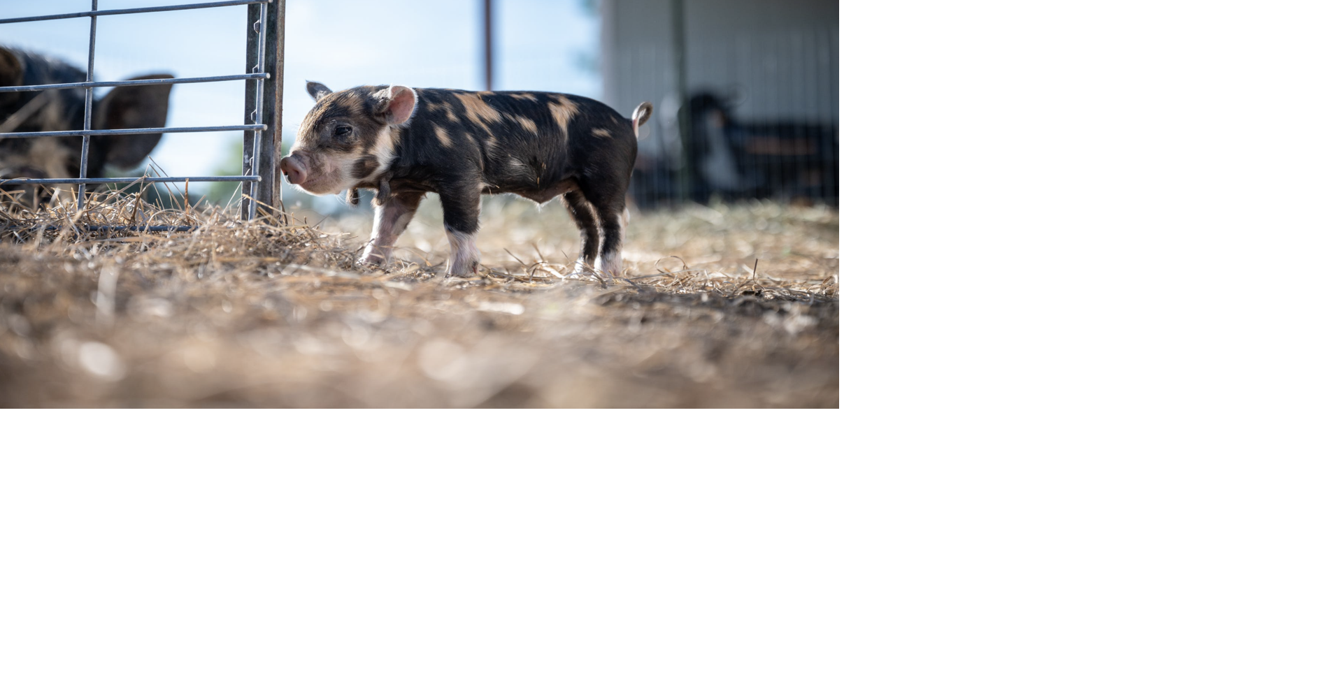 ¡Qué Animal!: Características y cuidados de los mini pigs | Viva La ...