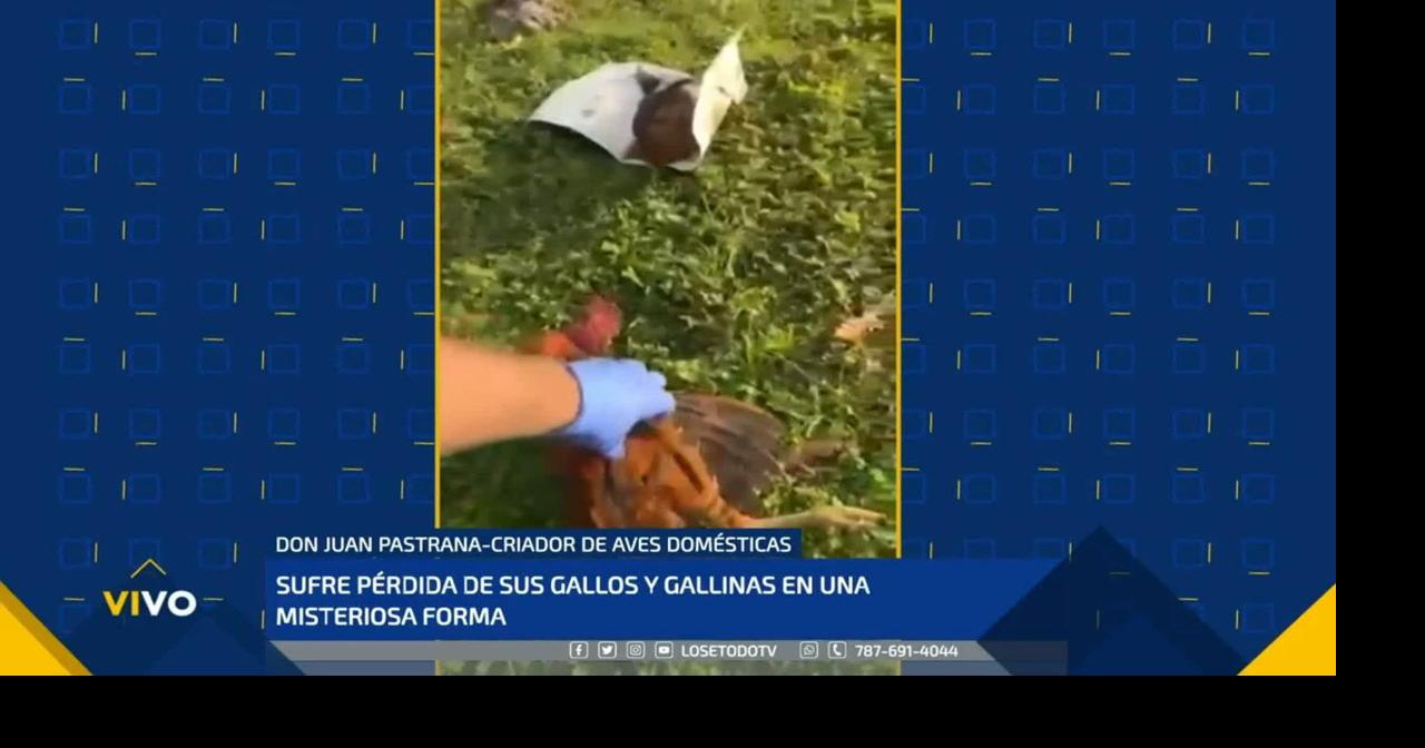 Extraño animal comete masacre en criadero de aves en Arecibo | Lo Sé ...