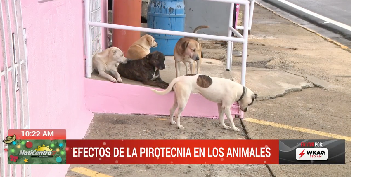 El efecto de la pirotecnia en los animales | Locales | wapa.tv