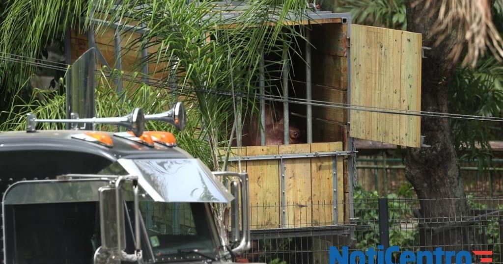 Preocupada Susan Soltero por el traslado de Mundi a Estados Unidos | Lo ...