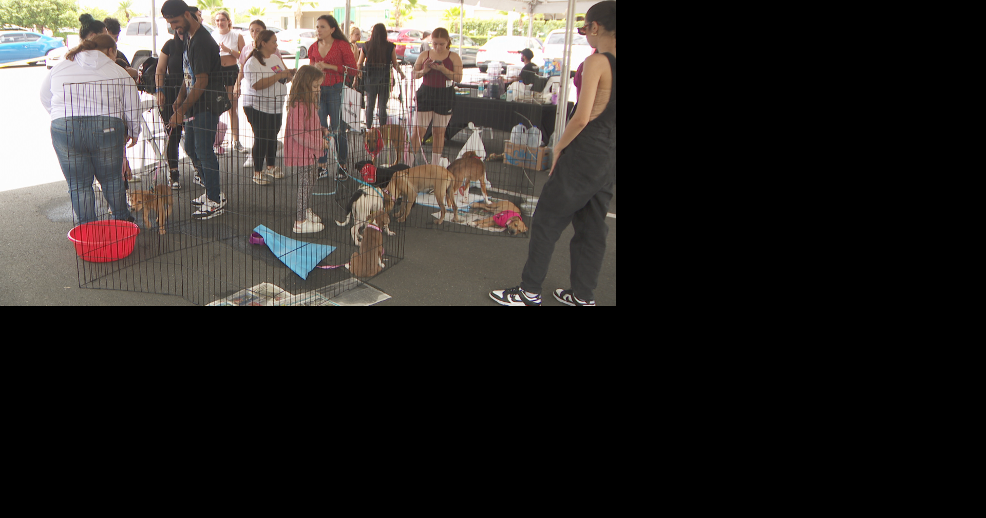 Perros sin hogar conocen a sus nuevas familias a través del Foster Club ...