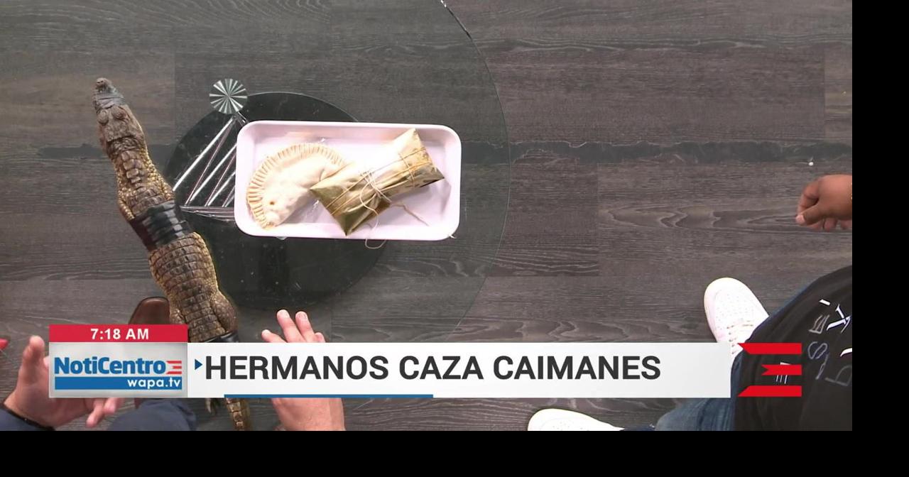 Caza caimanes explica cómo prepara alimentos con la carne de estos ...