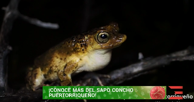 El sapo concho más allá de Bad Bunny: especie nativa en peligro de ...