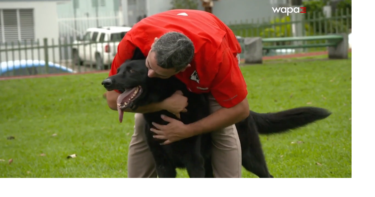 Dog Gurú: el amor más genuino en San Valentín | Pégate al Mediodía ...