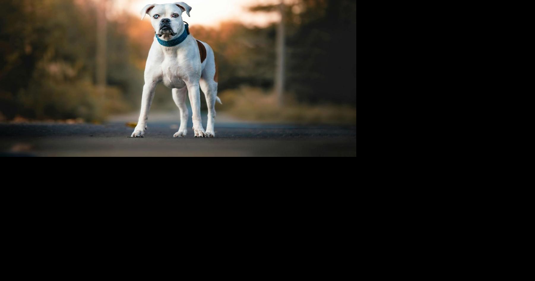Dog Gurú: ¿Qué es la pilo en los perros? | Pégate al Mediodía | wapa.tv