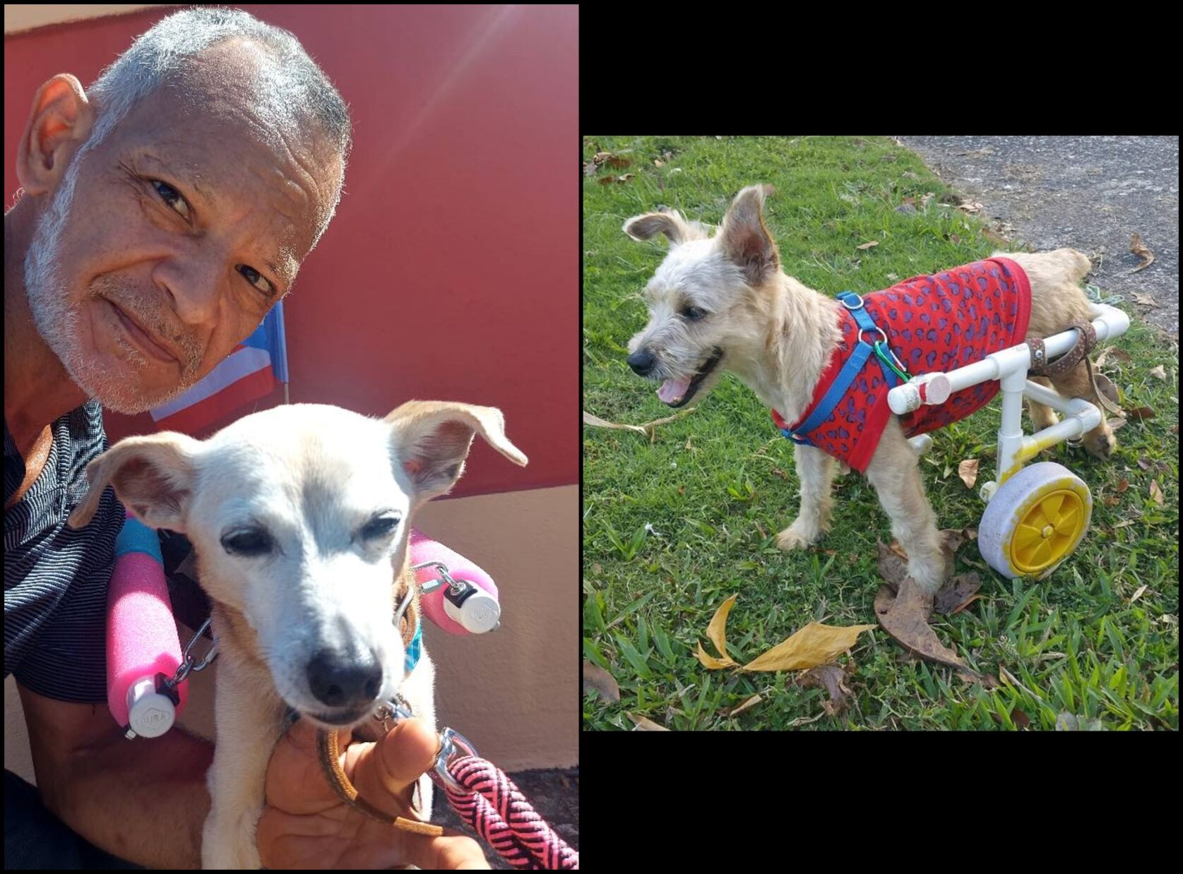 Colitas sobre ruedas: Don Pedro construye carritos para perros ...