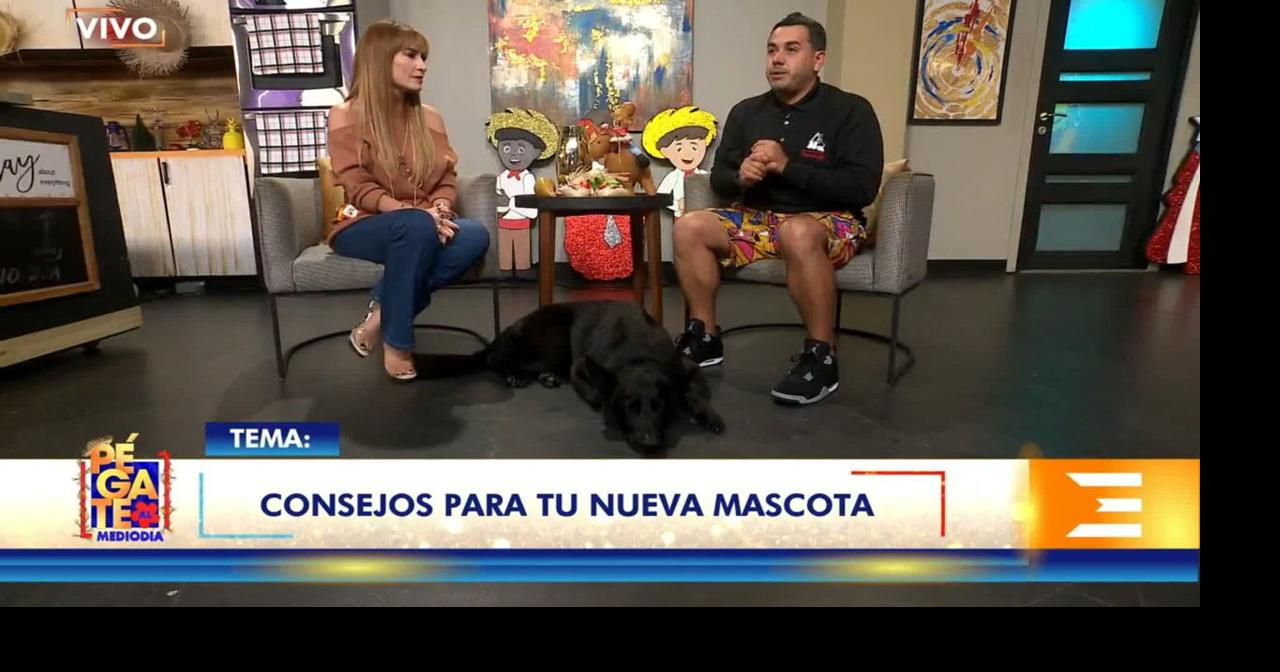 Dog Gurú: Consejos para tu nueva mascota | Dog Guru | wapa.tv