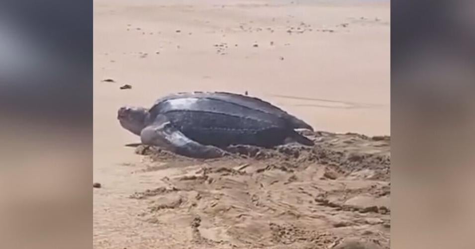 Tinglar anida repentinamente en playa de Arecibo | Ciencia | wapa.tv