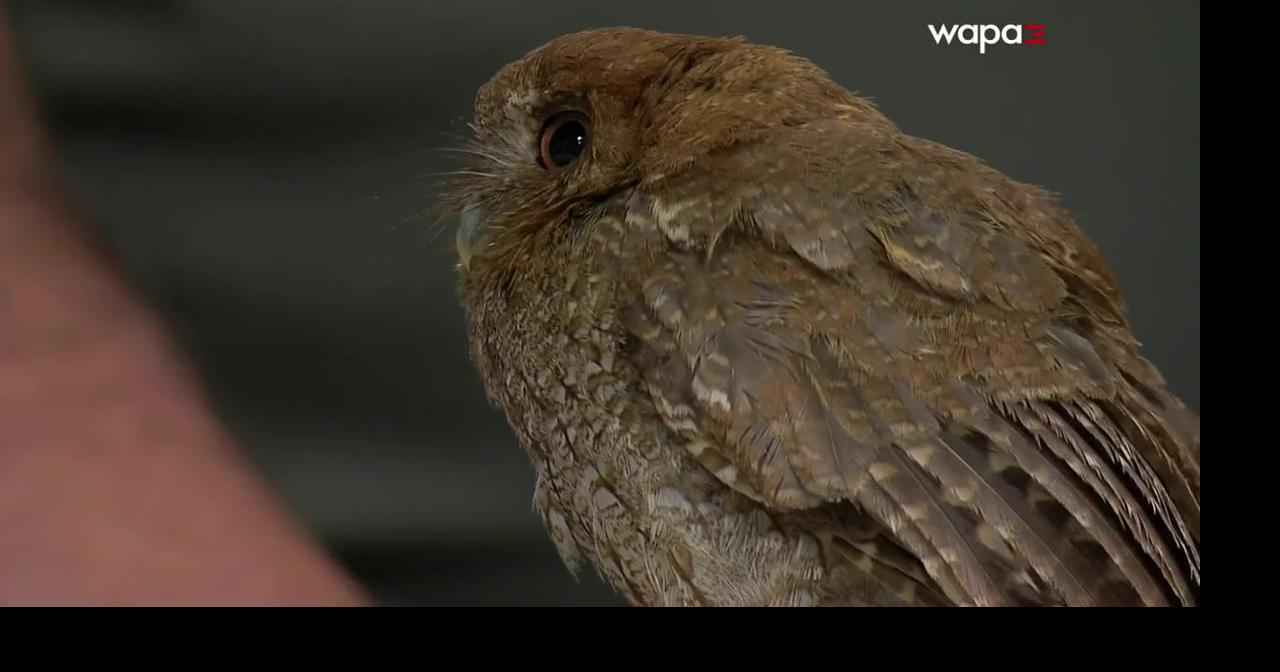 Múcaro: ave endémica de Puerto Rico | Viva La Tarde | wapa.tv