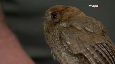 Múcaro: ave endémica de Puerto Rico | Viva La Tarde | wapa.tv