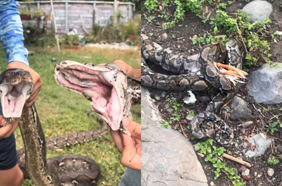 "Esto es una plaga": capturan ocho pitones reticuladas en solo una ...