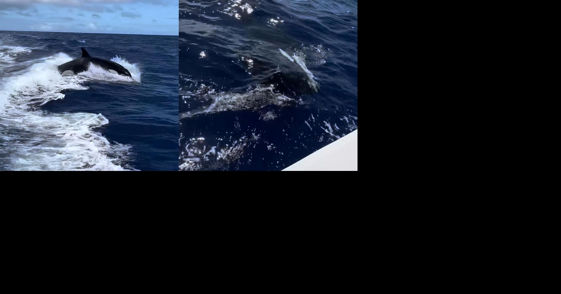 Pescadores comparten vídeo de encuentro con orcas interesadas en su ...