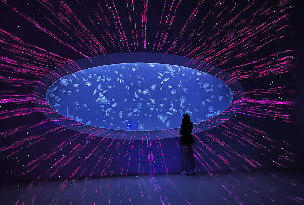 Medusas cautivan a visitantes de gigantesco acuario circular en Praga ...