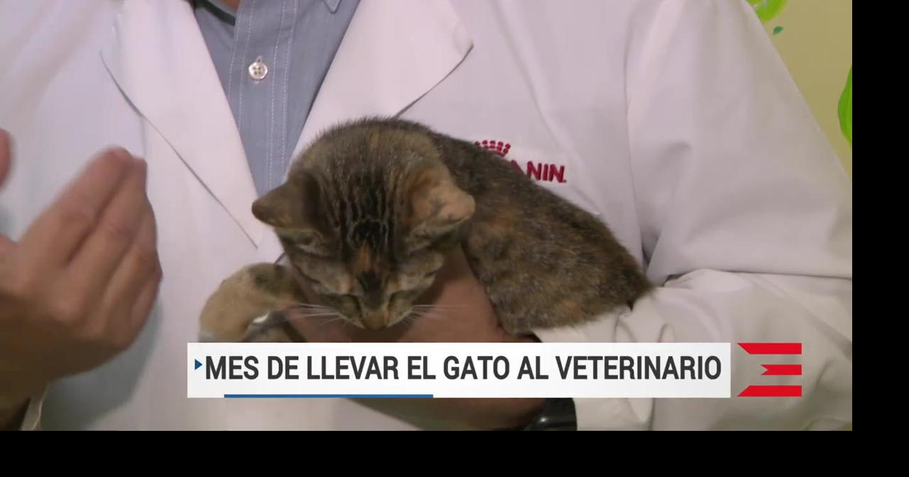 Agosto: mes de llevar el gato al veterinario | Locales | wapa.tv