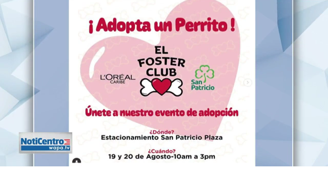 Foster Club llevará a cabo un evento de adopción de perros ...