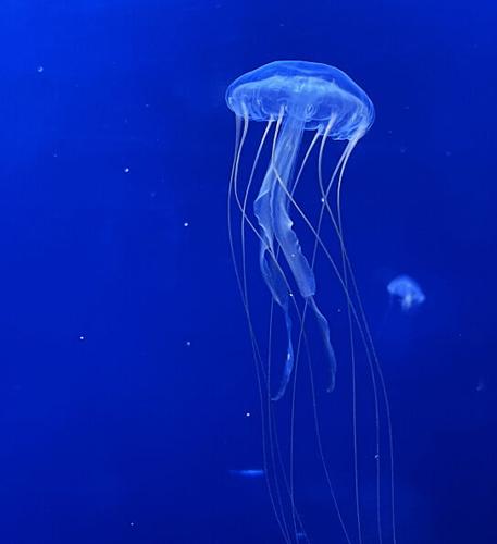 Medusas cautivan a visitantes de gigantesco acuario circular en Praga ...