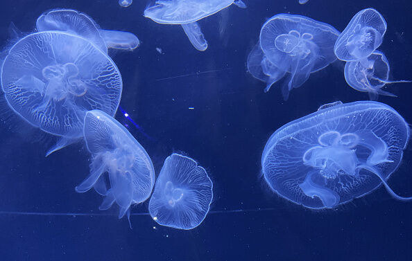 Medusas cautivan a visitantes de gigantesco acuario circular en Praga ...