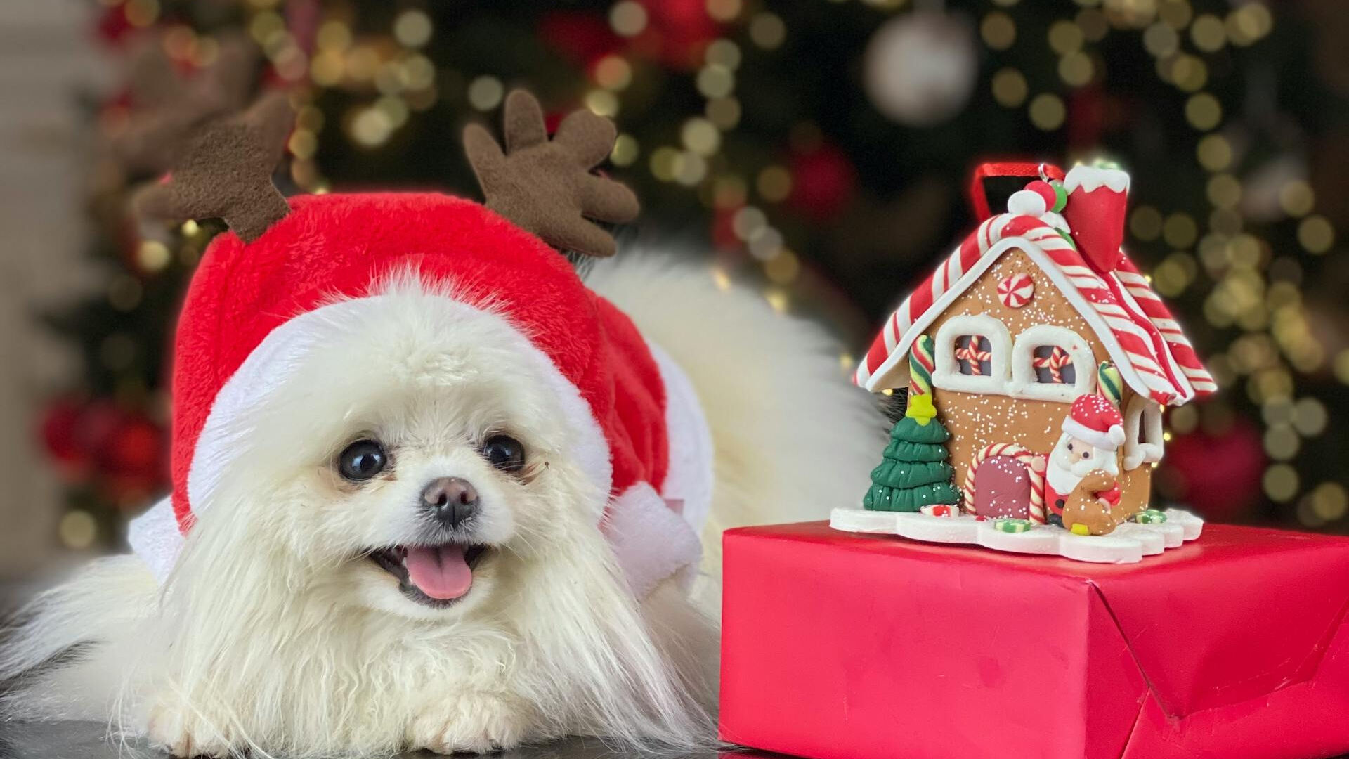 Dog Guru | wapa.tv