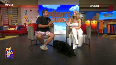 Dog Gurú: Territorial dentro de casa | Dog Guru | wapa.tv