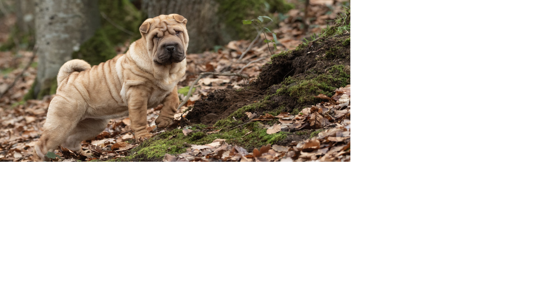 Todo lo que debes saber sobre la raza de perros Shar Pei | Viva La Tarde | wapa.tv