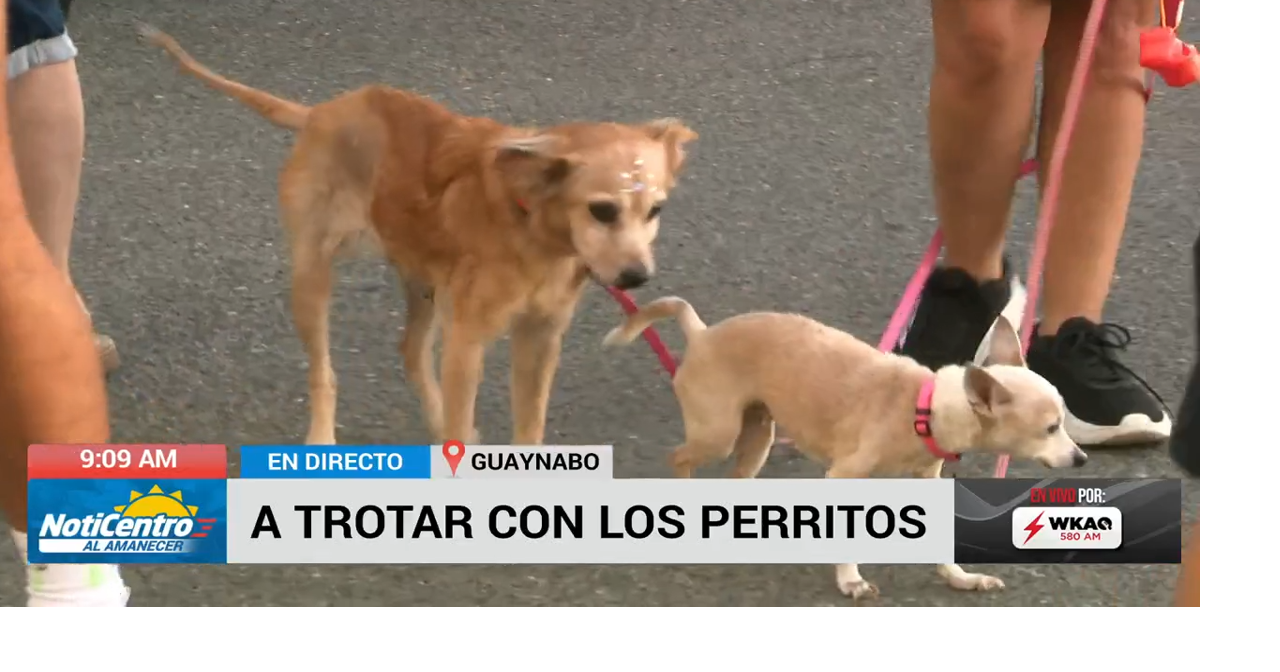 Celebran el 3Knino de San Patricio en apoyo al Santuario de Animales ...