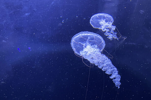 Medusas cautivan a visitantes de gigantesco acuario circular en Praga ...