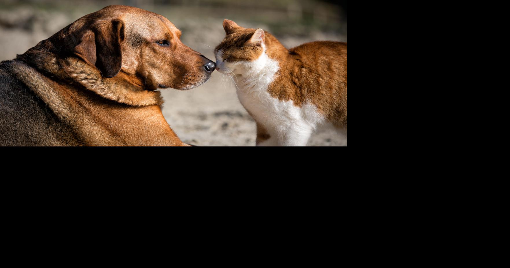 Vacunarán contra la rabia a perros y gatos gratuitamente en Ponce y San ...