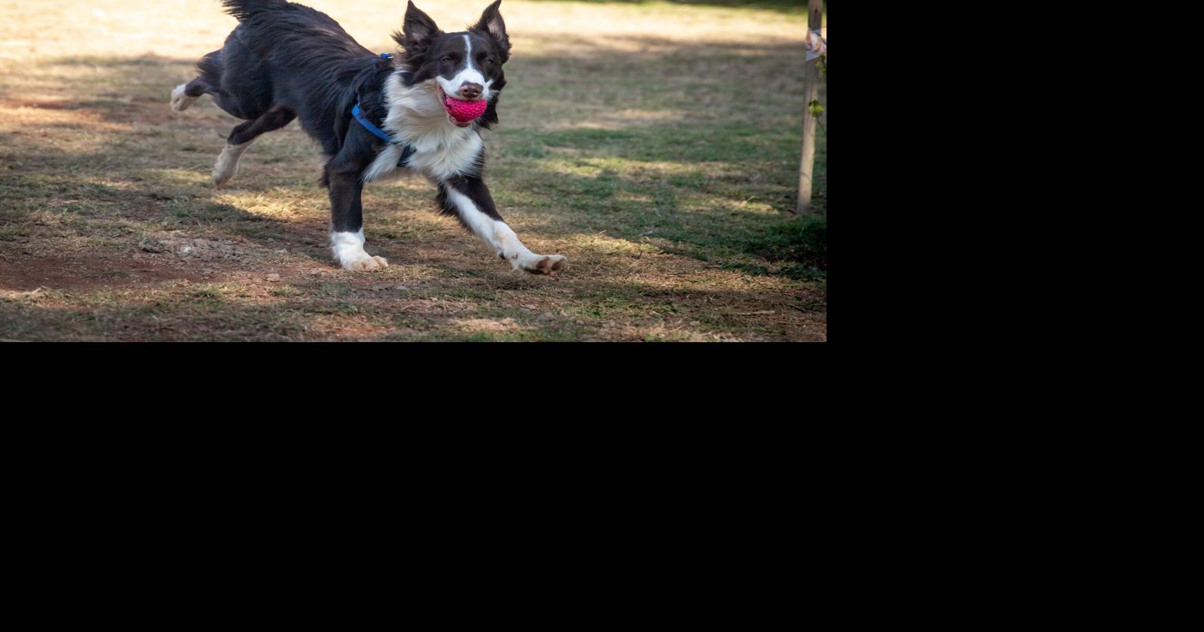 Dog Gurú: Ejercicio para nuestros perros | Dog Guru | wapa.tv