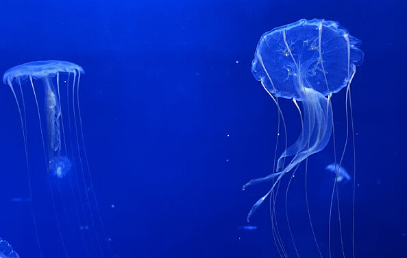 Medusas cautivan a visitantes de gigantesco acuario circular en Praga ...