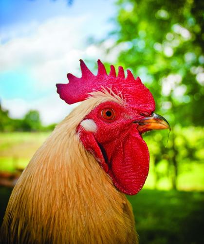 First Human HPAI Case Confirmed in Region | News | wapakdailynews.com