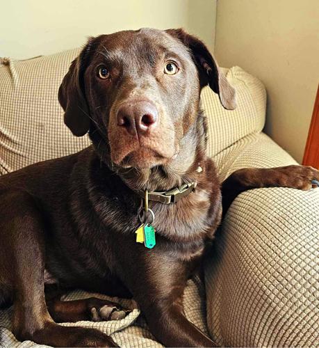 Dog Licenses Key to Responsible Pet Ownership | News | wapakdailynews.com