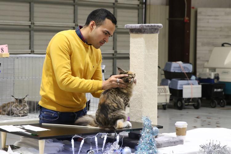International Cat Show held at Expo Center | Arts & Entertainment ...
