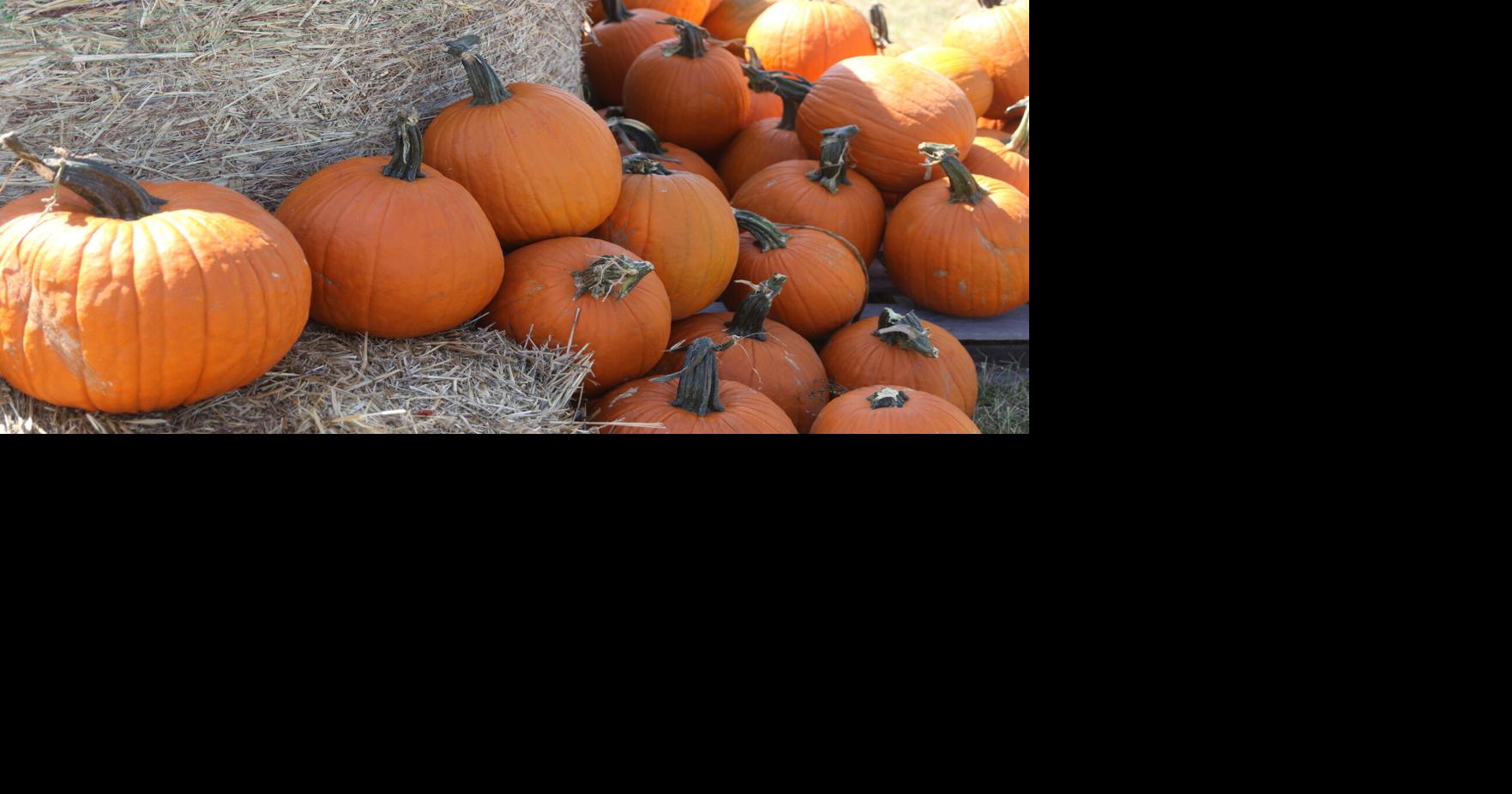 The Pumpkin Hach is open! | Arts & Entertainment | waxahachiesun.com