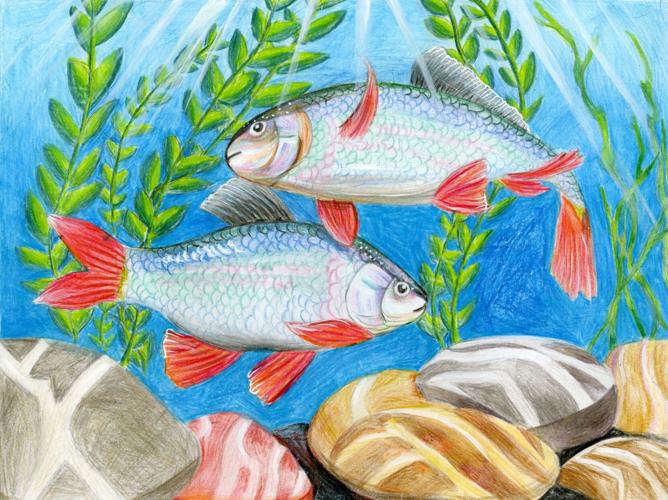 Texas Fish Art Contest unveils 2024 winners | Education | waxahachiesun.com