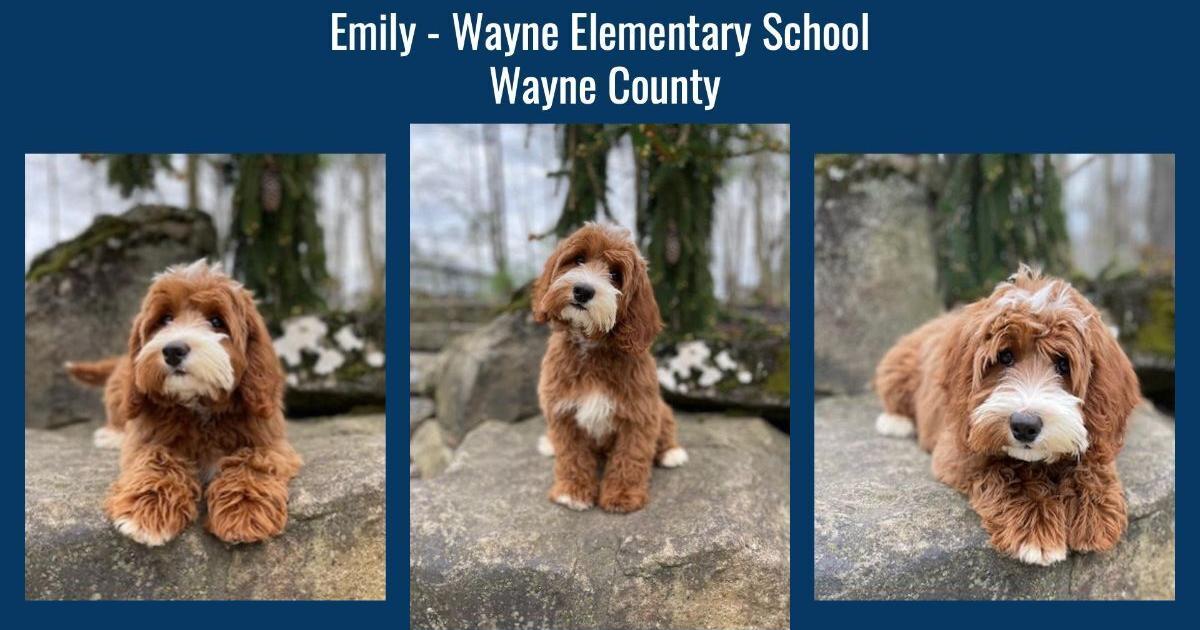 Wayne Elementary to welcome therapy dog this fall | News ...