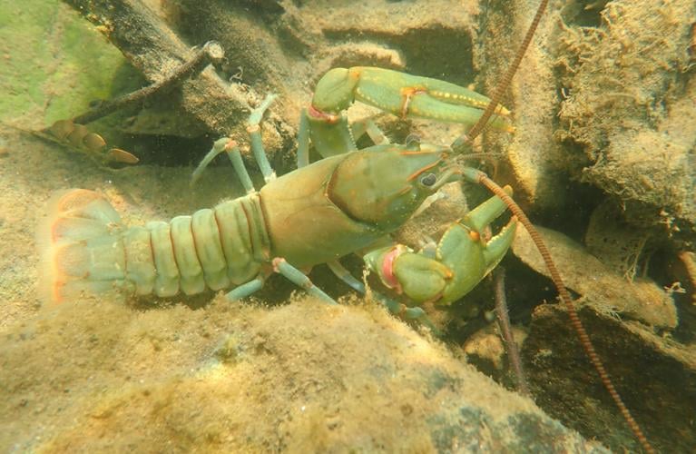 Captive rearing may help take two WV crayfish off the endangered list ...