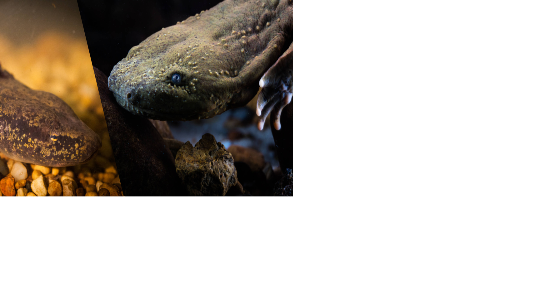 Chris Ellis: WVDNR launches citizen project on salamanders | Sports ...