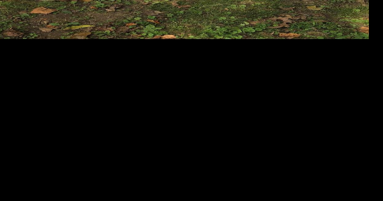 Ryker's Tribe brings Down Syndrome Awareness with Buddy Walk | News ...