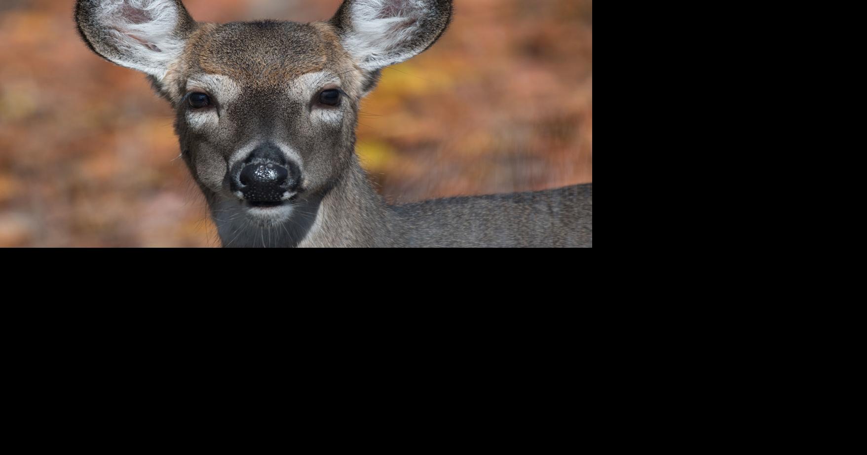 State reveals 2020 slate of state-park deer hunts | Sports ...