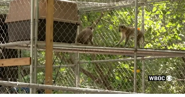 Florida Biologist Works To Protect Local Vervet Monkeys | Latest News ...