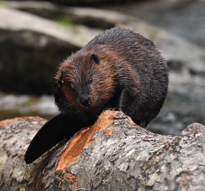 MD DNR Conservation Workshops | Community | wboc.com