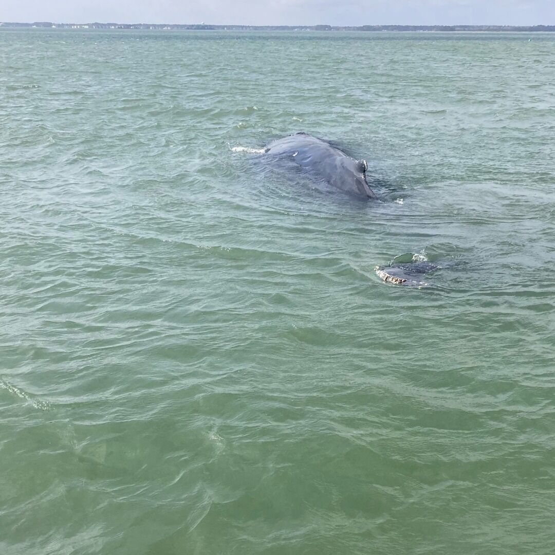 UPDATE: Second Dead Whale Reported in Delaware Waters in March | Latest ...