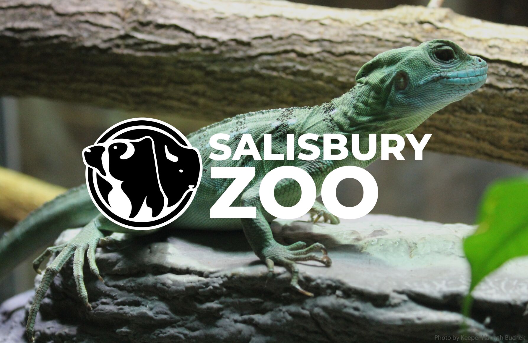 Salisbury Zoo to Upgrade Numerous Animal Habitats | Latest News | wboc.com
