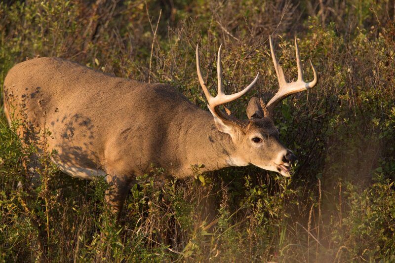 DNREC launches online guide to Delaware hunting numbers | Latest News ...