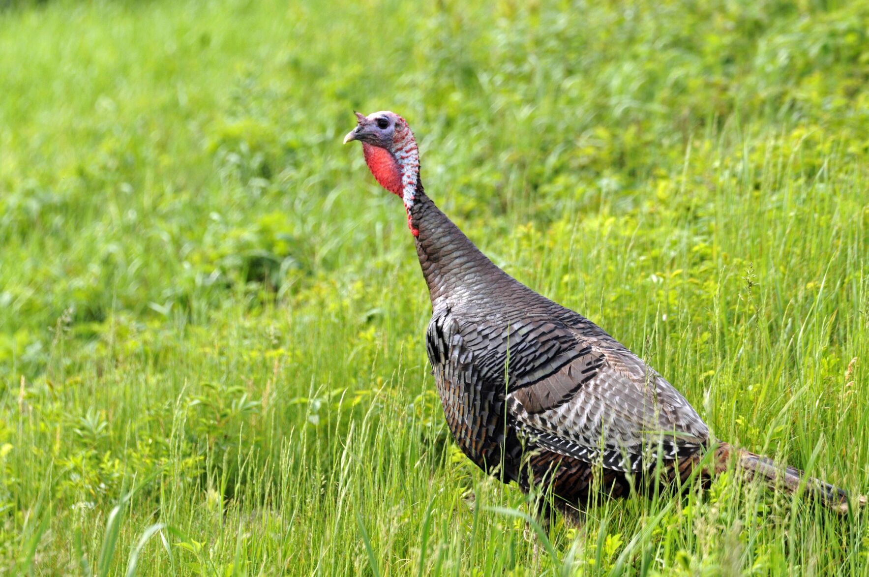 Delaware turkey-hunting permit lottery applications due by Jan. 6 ...