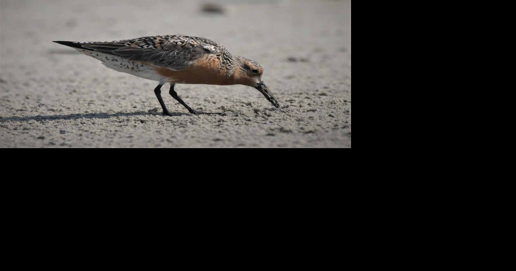 Sections of Fowler Beach to Close for Shorebird Nesting and Migration ...