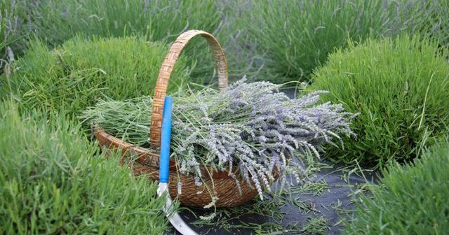 ‘Lucky in Lavender’ – Blue Skye Lavender Farm in Virginia ...