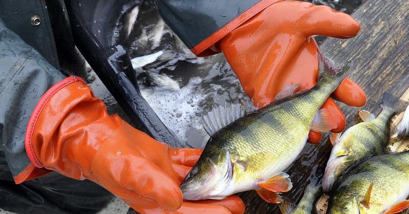 Maryland cuts yellow perch limit as fish struggle to rebound in ...