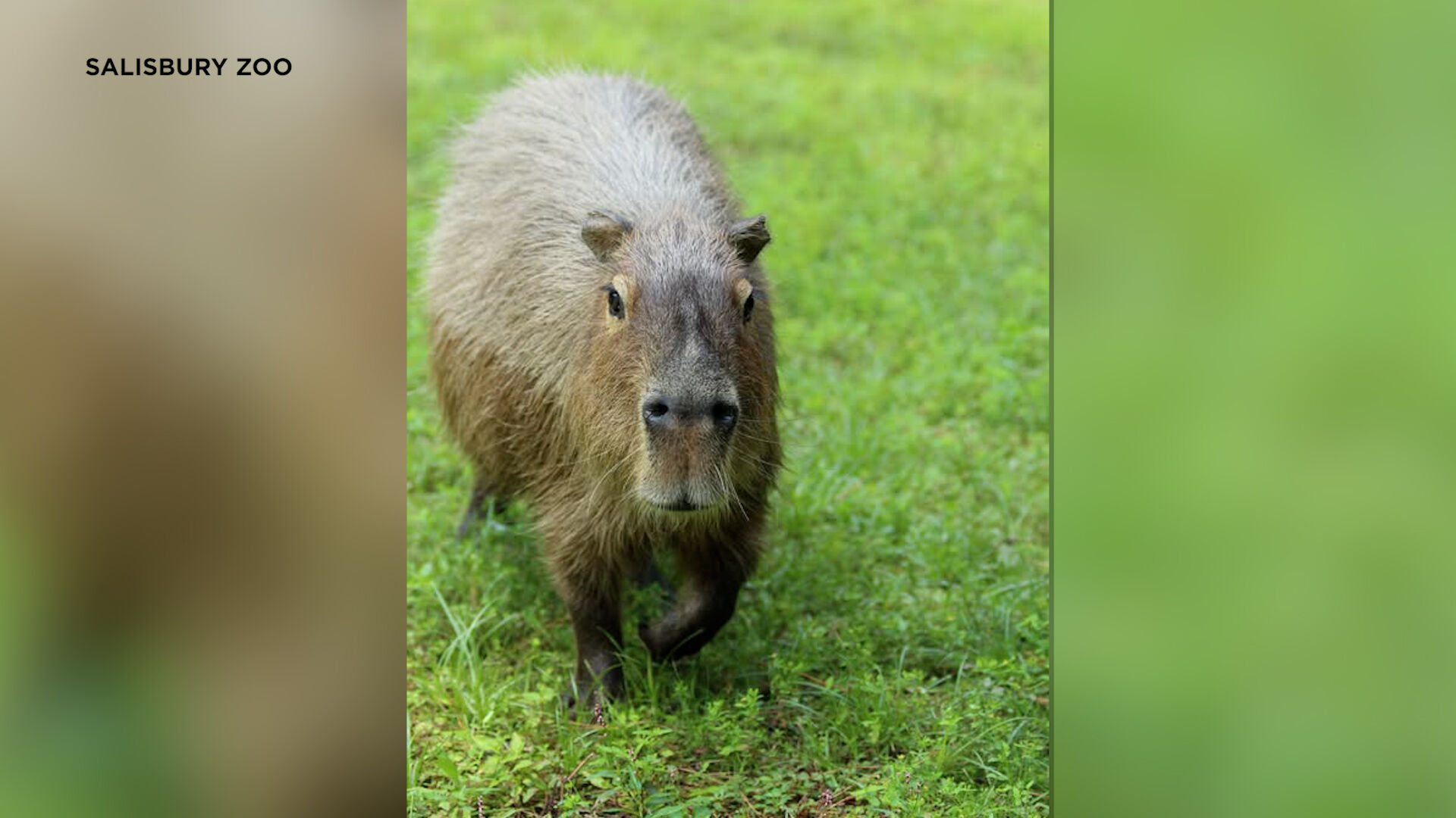 Salisbury Zoo Announces Death of Capybara Faith | Latest News | wboc.com