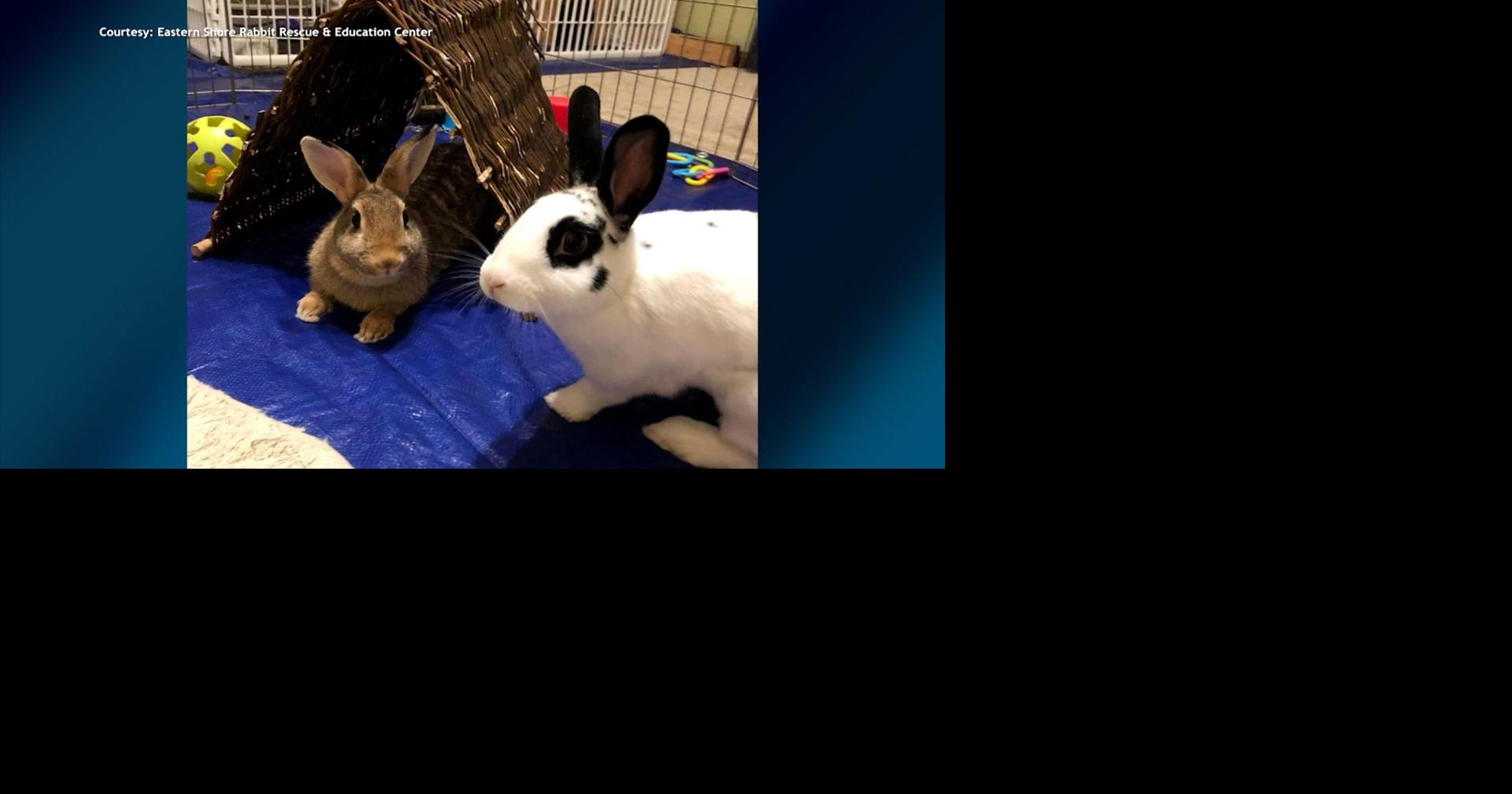 We Learn How Eastern Shore Rabbit Rescue & Education Center Give ...